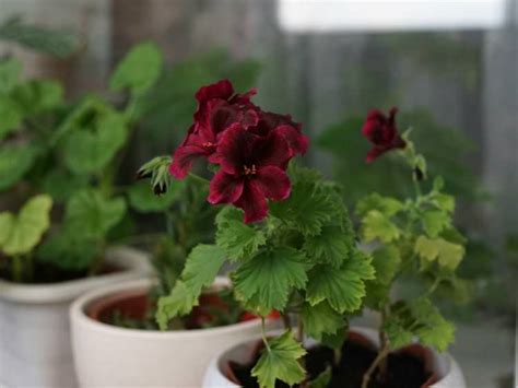 Пеларгонія герань 75 фото види догляд та вирощування