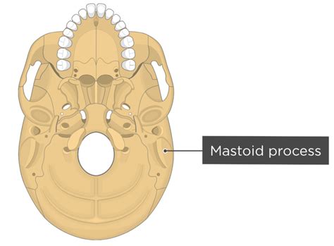 The Skull Bones Anatomy Inferior View Getbodysmart