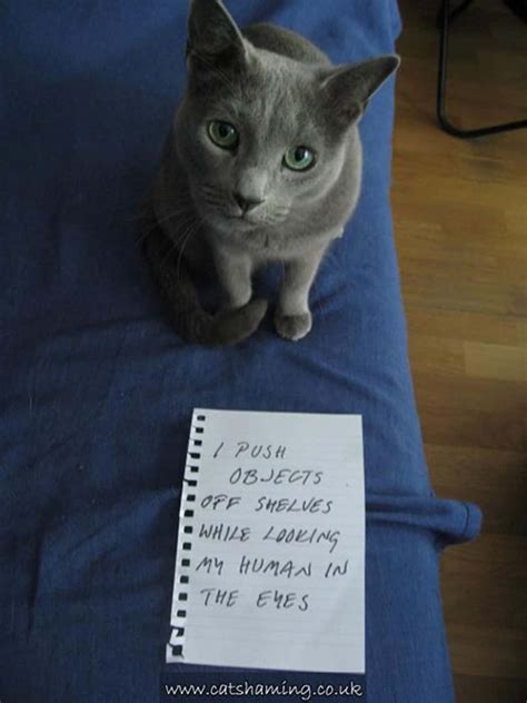20 Hilarious And All New Cat Shaming Photos You Have To See Xncuc