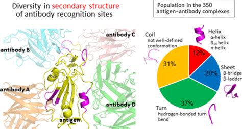 Antigen Structure