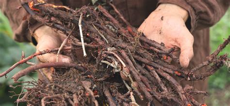 Natural Dye Cultivation Series Madder Root — Farm And Folk