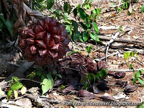 The Tide Chaser Nipah Palm Nypa Fruticans