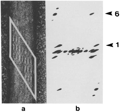 Determination Of The Twist Of The Filaments A Electron Micrograph Download Scientific