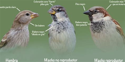 Etapas De Crecimiento De Un Gorrión Todo Lo Que Debes Saber