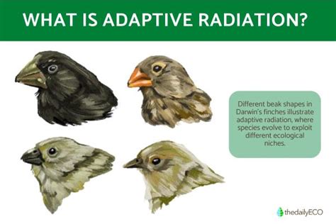 What Is Adaptive Radiation Definition Examples And Its Role In