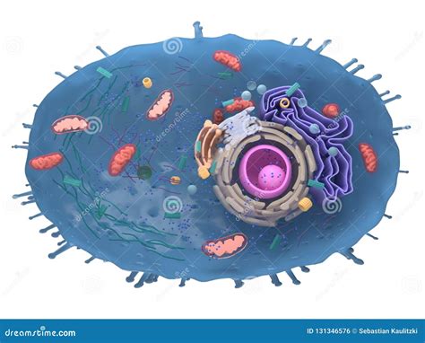 A Human Cell Cross Section Stock Illustration Illustration Of