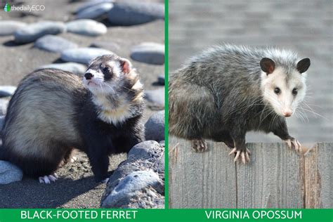 Difference Between Ferret Vs Possum