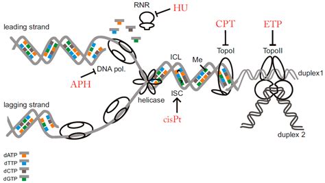 Schematic Diagram Of Dna Replication