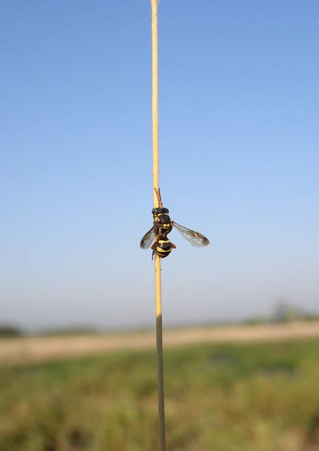 Texas Cupgrass Native American Seed