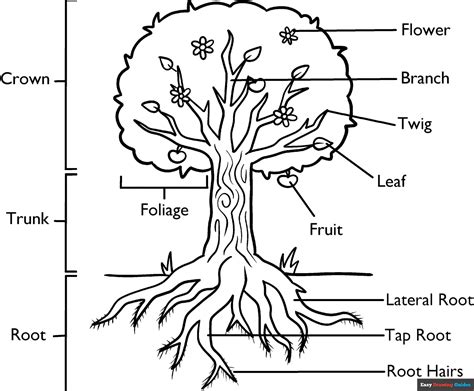 Parts Of A Tree Diagram