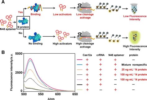 Crispr Cas12a Mediated Label Free Electrochemical Aptamer Based Sensor For Sars Cov 2 Antigen