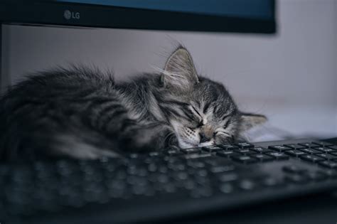 새끼 고양이는 컴퓨터 옆에서 자고 있습니다 고양이는 마스터 프로그래머가 일하게하지 않습니다 게으른 학생 또는 꿈에서 프로그래밍하는 법을 배우는 방법 0명에 대한 스톡 사진