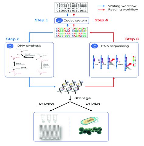 Basic Principle Of Data Storage In DNA Three Key Technologies Are Download Scientific