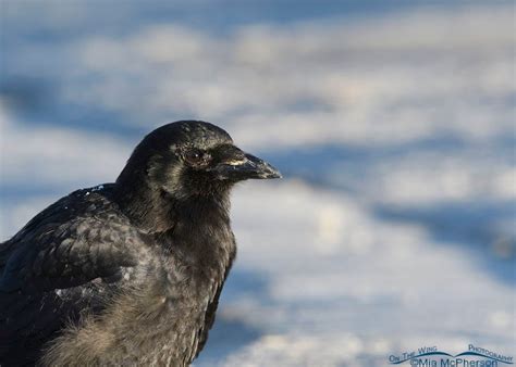 American Crow Nictitating Membrane Images Mia Mcphersons On The Wing