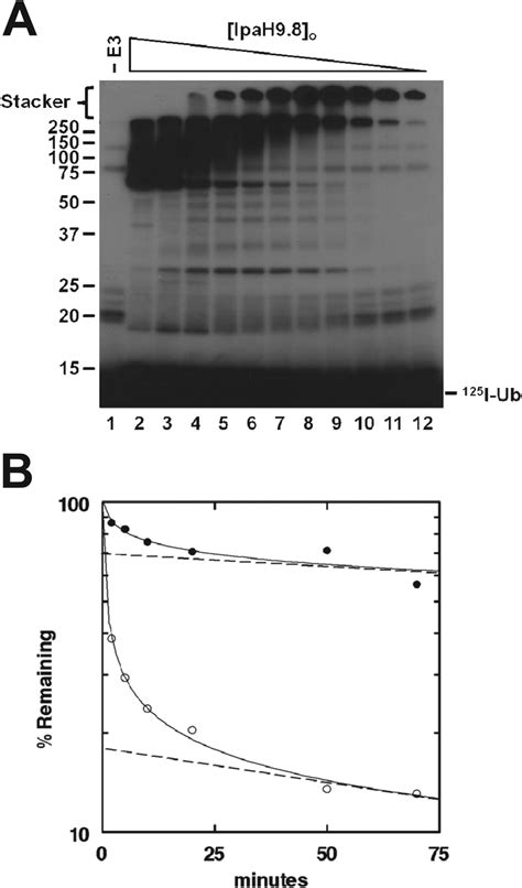 IpaH9 8 Concentration Dependence For Ubiquitin Chain Partitioning A