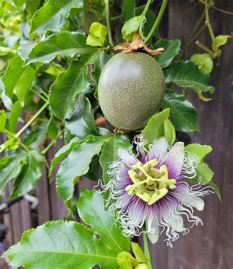 How To Grow Passion Fruit From Seeds Artofit