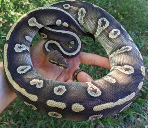 Mojave Raven Ball Python Male 861g Mojave Raven Ball Python Male 861g