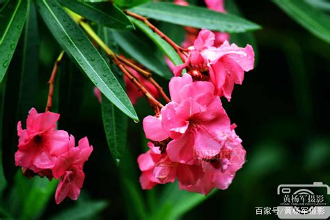 雨中娇艳盛开的夹竹桃花，绿叶中粉红色的花朵特美，生活中常见百科ta说