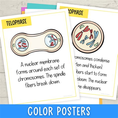Mitosis Cell Division Foldable Cut And Paste Science Activity And Printable Worksheets Posters