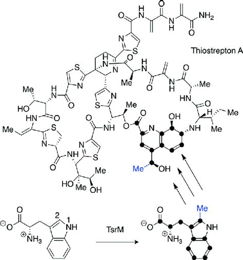 structure of thiostrepton a and the reaction tsrm performs in its
