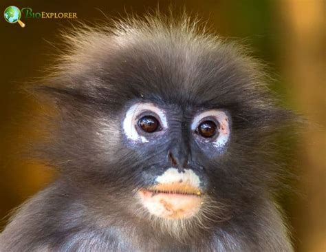 Dusky Langur Characteristics Trachypithecus Obscurus Diet And Facts