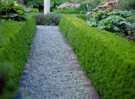 Shrubs For Hedges In Shade Landscaping With Privet Hedge Plants
