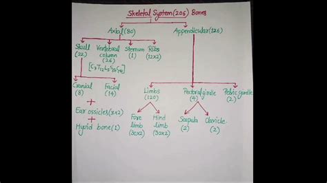 Skeletal System Class 11 Skeletal System Bones Flow Chart Shorts