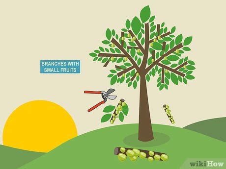 3 Ways To Prune Guava Trees WikiHow