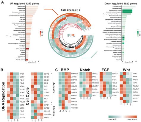 A Reversible Neural Stem Cell Quiescence And Activation Culture System For Metabolic Study Ke
