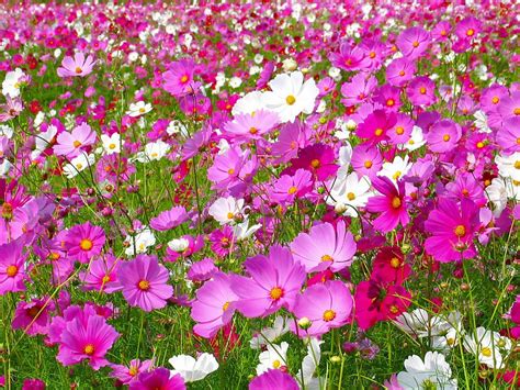 きすみのコスモス畑小野市来住 コスモスの壁紙写真集 無料写真素材