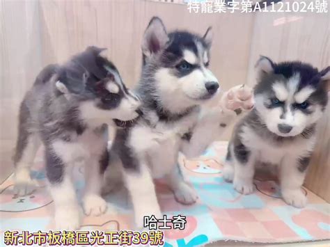 樂寵貓狗屋／哈士奇 小白故事 幼犬貓買賣知識分享 合法寵物店