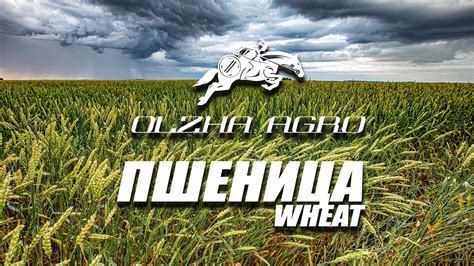 Костанай Казахстан Сельское хозяйство Олжа Агро Костанай Как выращивают пшеницу в