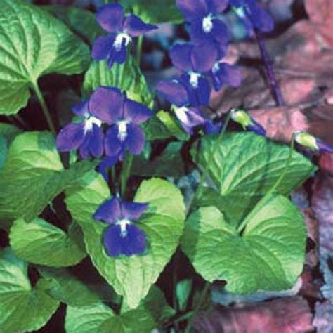 Common Blue Violet Viola Sororia Plant Care And How To Grow Water