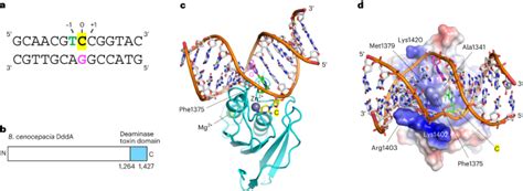 Structural Basis Of Sequence Specific Cytosine Deamination By Double Stranded Dna Deaminase