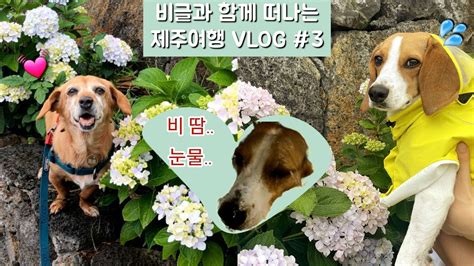 비글이와 함께하는 제주 브이로그 3 Youtube