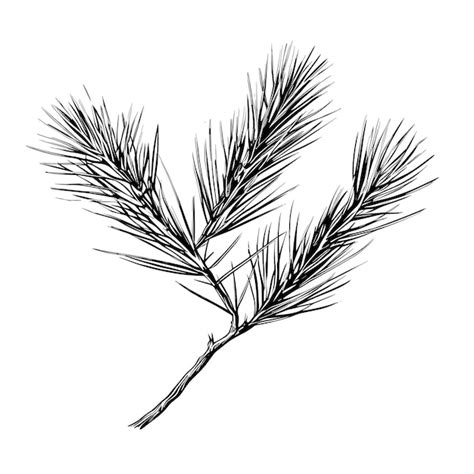 Premium Vector Hand Drawn Sketch Pine Needle Illustration