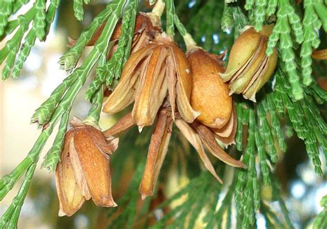 Incense Cedar The Worlds Best Gardening Blog