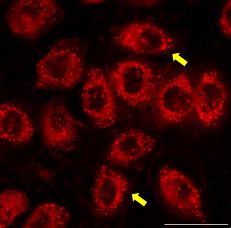 Cbgm Faculty Dr Shruti Sharmas Lab