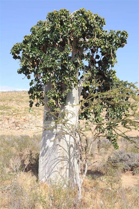 ფლორა და ფაუნა Genia Ge Page 11