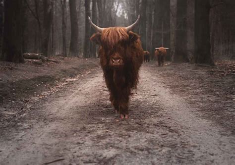 Where To See Highland Cows Coorie Retreats