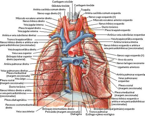 Pin Em Anatomy