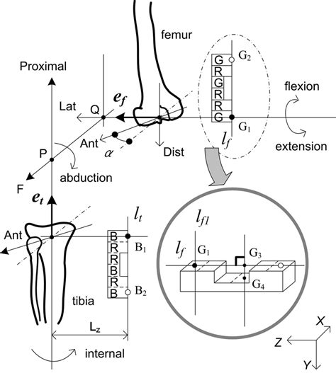 Description Of The Anterior Motion And Angular Position Capitalized