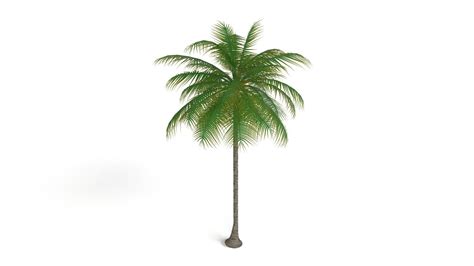 Rhino 3d Trees Rhino 3d Trees