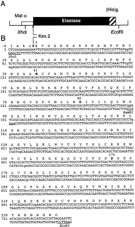 A Schematic Representation And B Nucleotide Sequence Of A Synthetic Download Scientific