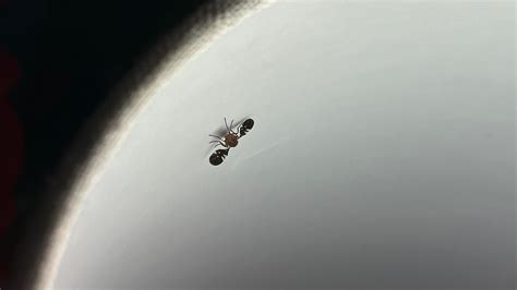 Help Identify R Whatsthisbug