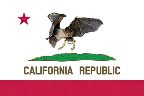 How You Can Go To Bat For Legislation To Make The Pallid Bat An