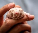Mole Rat Description Habitat Image Diet And Interesting Facts