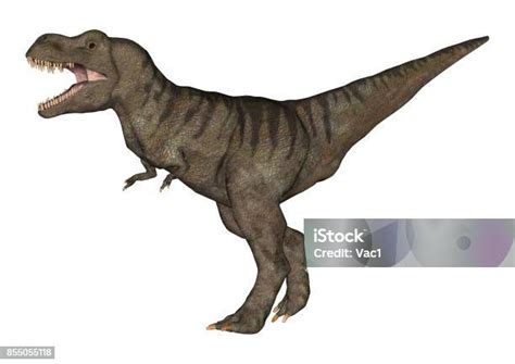 3d 렌더링 공룡 티라 렉스 화이트에 공룡에 대한 스톡 사진 및 기타 이미지 공룡 0명 고생물학 Istock