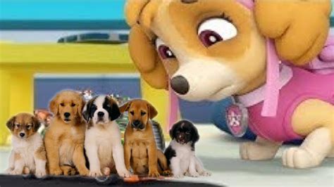 Щенячий патруль Все породы Щенков из ЩЕНЯЧЬЕГО ПАТРУЛЯ новые серии Youtube