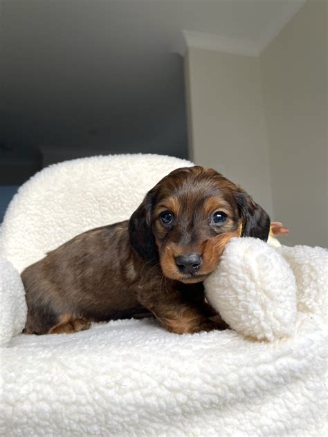 Miniature Dachshunds Baldivis Petsforhomes